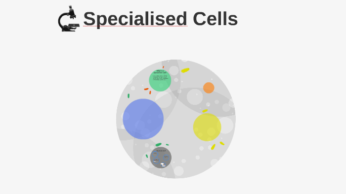 What is a Specialized Cell? by on Prezi