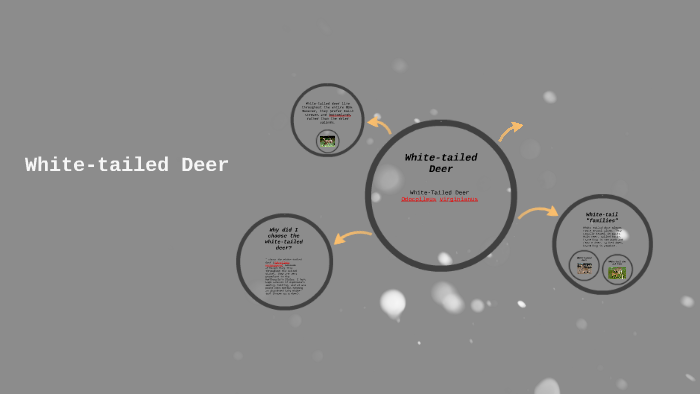 White-tailed Deer by Liane1787 Shrek on Prezi