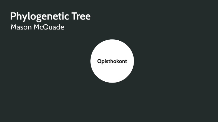 Phylogenetic Tree by Mason McQuade on Prezi