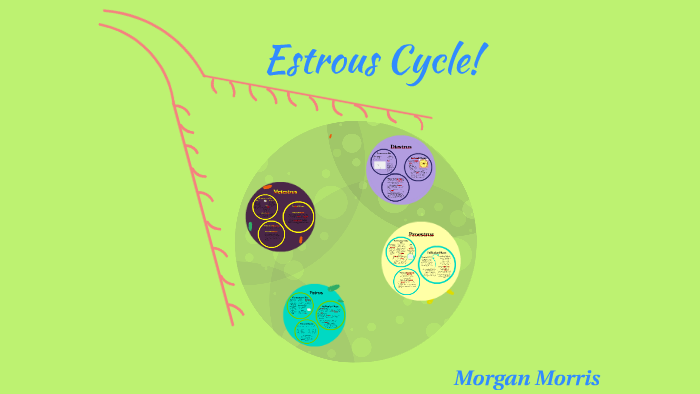 Estrous Cycle! by Morgan Morris on Prezi