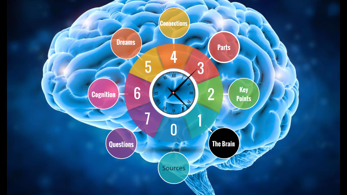 The Brain by Jena Weist on Prezi