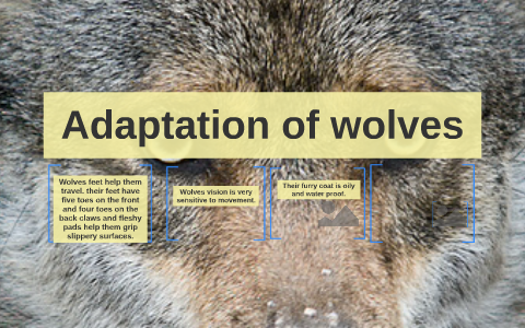 Adaptation of wolves by Samantha Franz on Prezi