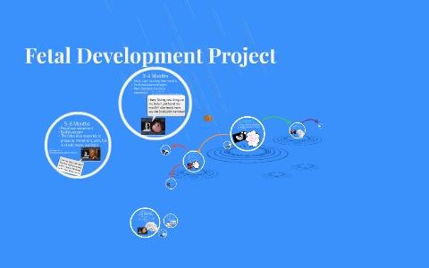 Fetal Development Project by Alayna Archer on Prezi