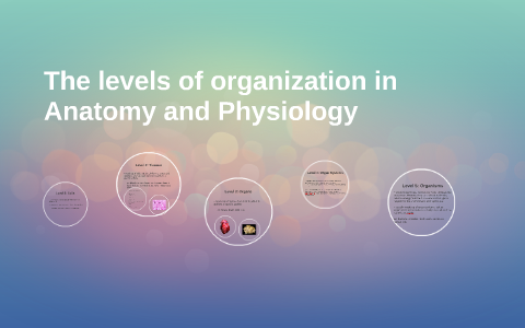 The levels of organization in Anatomy and Physiology by Lizzie Tripp on ...