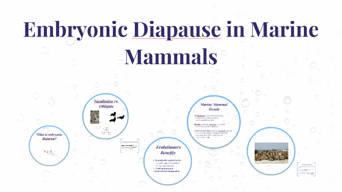 Embryonic Diapause in Pinnipeds by Anne Goodall on Prezi