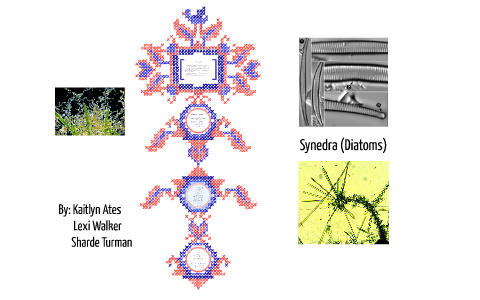 Synedra (Diatoms) by Kaitlyn Ates on Prezi