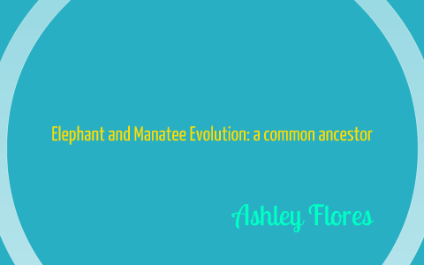 Elephant and Manatee Evolution by Ashley Flores on Prezi