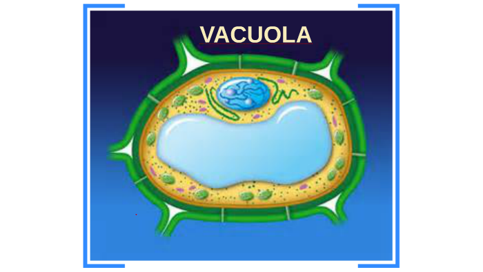 VACUOLA by Valeria Vera Rivera on Prezi