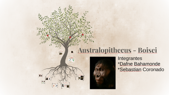 Australopithecus - Boisei by Dafne Bahamonde on Prezi