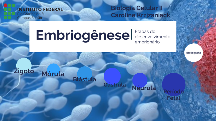 Embriogênese by CAROLINE KRZJZANIACK on Prezi