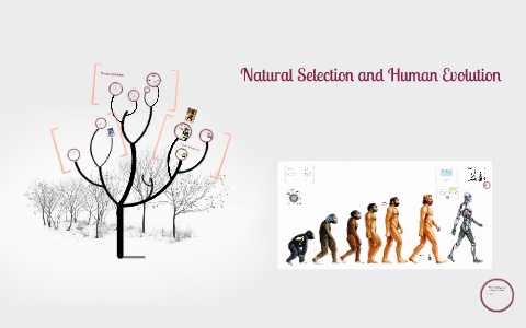 Natural Selection and Human Evolution by Craig Duffy on Prezi