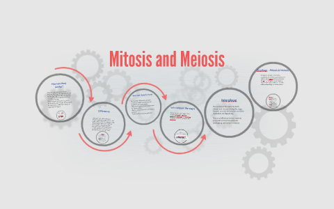 Mitosis and Meiosis by Alex Klassen