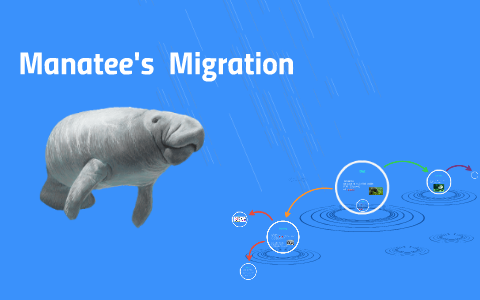 Manatee's Migration by Juscelino Tanaka on Prezi