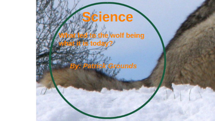 Evolution of the Wolf by Patrick Gr. on Prezi