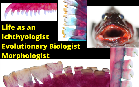 Ichthyologist's Life by Nick Bertrand on Prezi