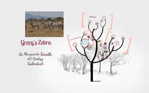 AP BIOLOGY ZOO PROJECT by Marguerite Kinsella on Prezi