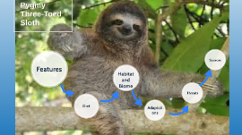 Pygmy Three Toed Sloth