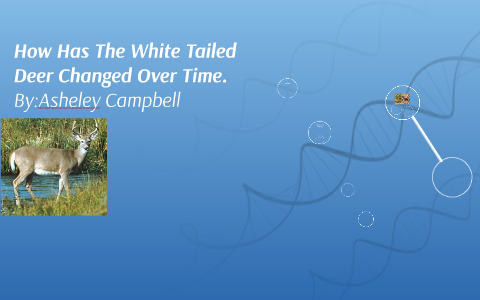 How does an organism change over time by Asheley Campbell on Prezi