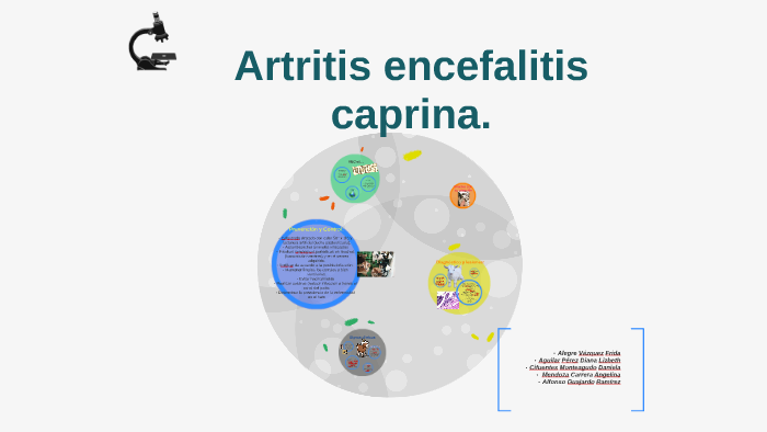 Artritis encefalitis caprina by Dany Sessho on Prezi