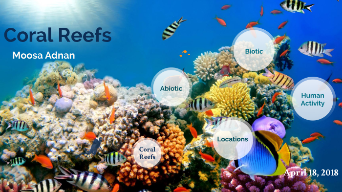 Coral Reefs by Moosa Adnan on Prezi