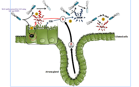 DUOX system generates H2O2 using Ca2+ and NADPH by Ploy R
