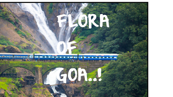 FLORA IN GOA by Gemini Kumar on Prezi