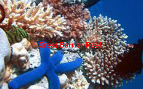 Great Barrier Reef by Tighe Gilmore on Prezi
