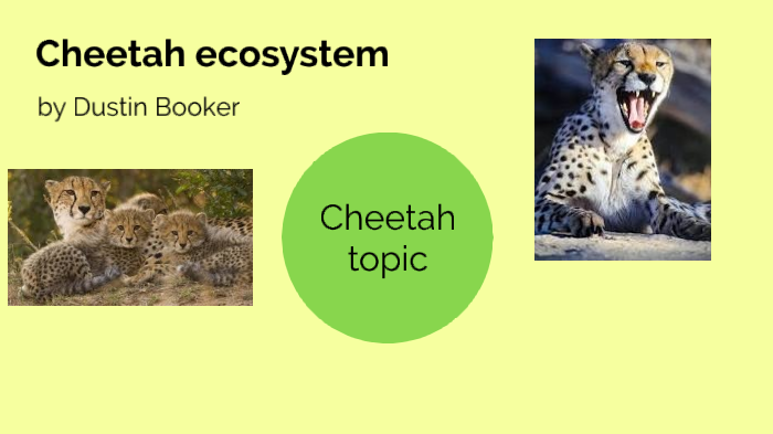 cheetah ecosystem by Dustin Booker on Prezi