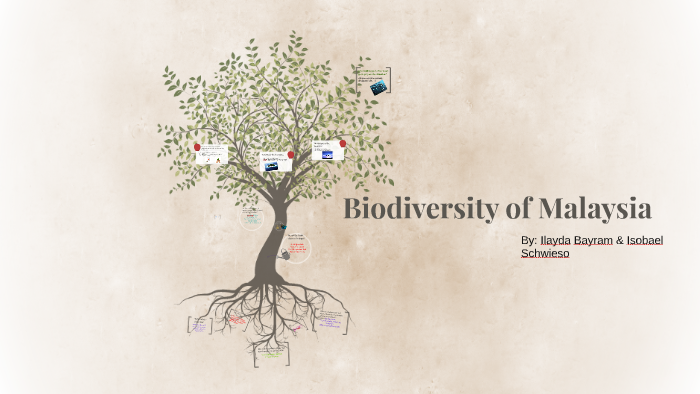 Biodiversity of Malaysia by Ilayda Bayram