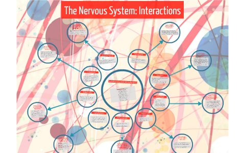 How the Nervous System Interacts With Other Body Systems by Lavanya ...