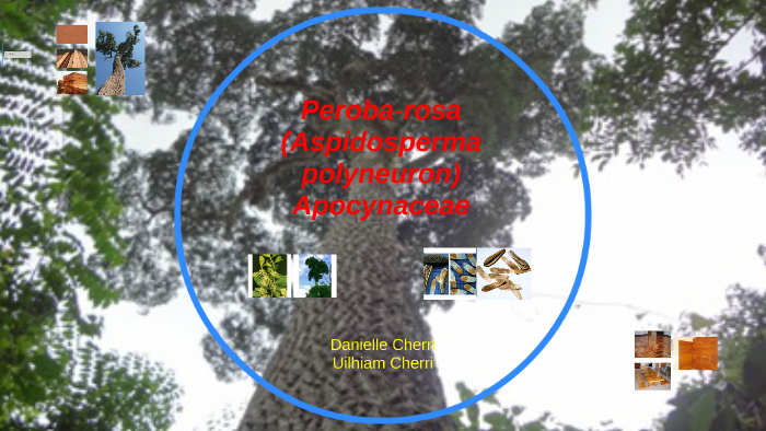 Peroba-rosa (Aspidosperma polyneuron) by Uilhiam Cherri on Prezi