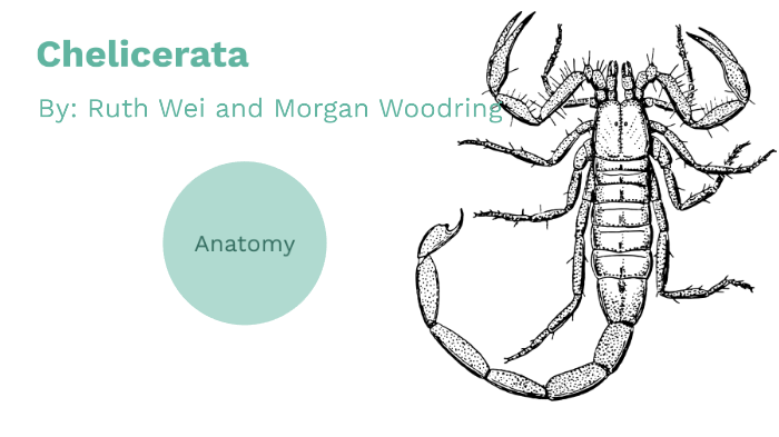 chelicerata by Ruth Wei on Prezi