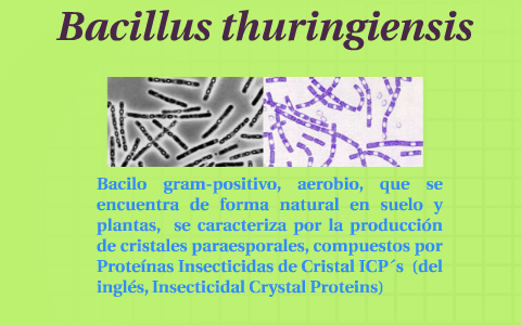 Bacillus thuringiensis by sharlie fernanda on Prezi