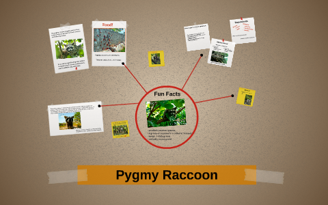 Pygmy Raccoon by Bekki McCray on Prezi