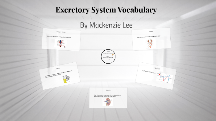Excretory System Vocabulary by mackenzie lee on Prezi