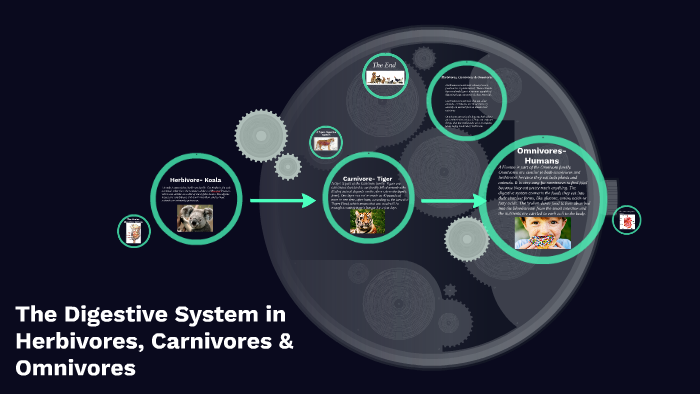 The Digestive System in Herbivores, Carnivores & Omnivores by Alyssa ...