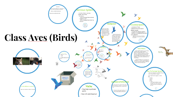 Class Aves (Birds) by Julissa Melendez on Prezi