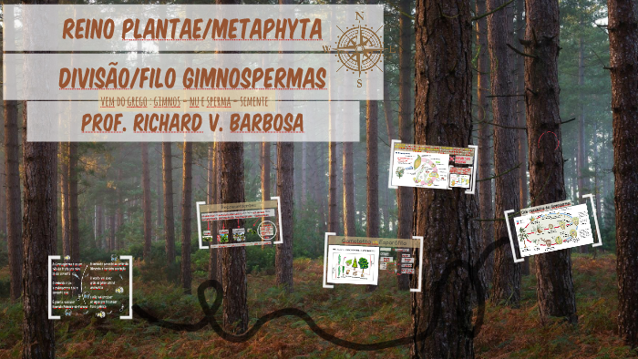 Reino Plantae/metaphyta by Richard Barbosa on Prezi