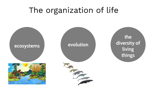 chapter: 4 The Organization of LiIfe by Gianna Vo on Prezi
