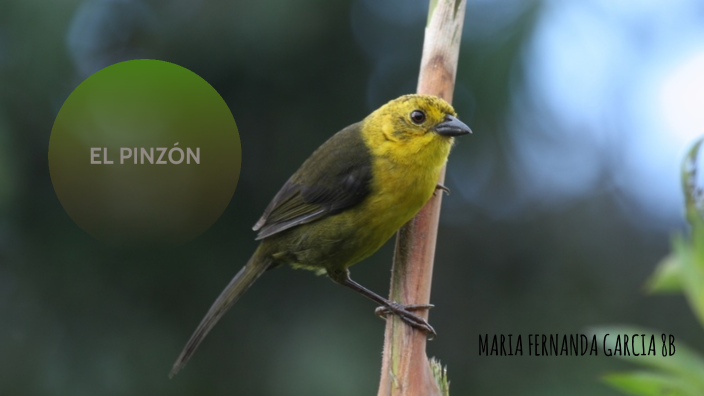 Ave Pinzón by María Fernanda García Restrepo on Prezi