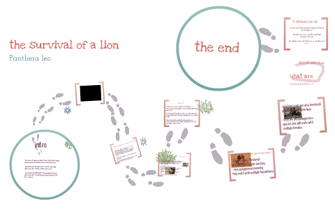 sexual selection of the lion by Anthony Elijah Brown on Prezi