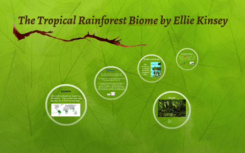 The Rainforest Biome by Ellie K on Prezi