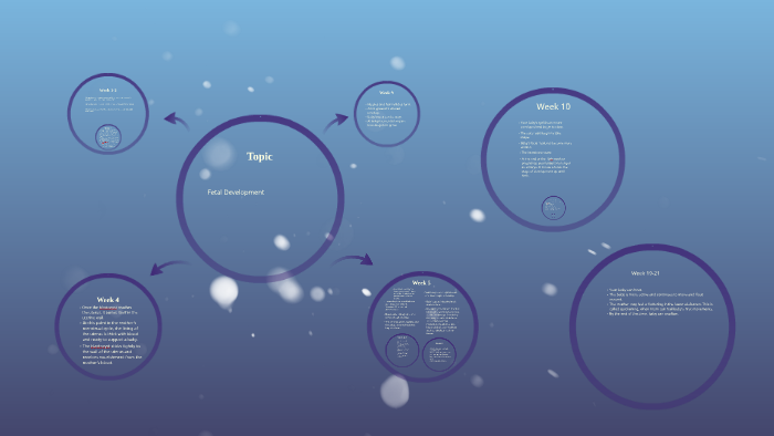 Fetal Development by Jordan Bice on Prezi