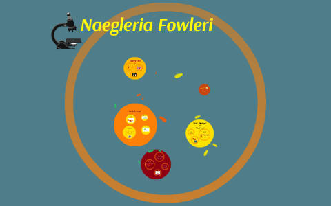 Naegleria Fowleri by Caitlin Drakos on Prezi