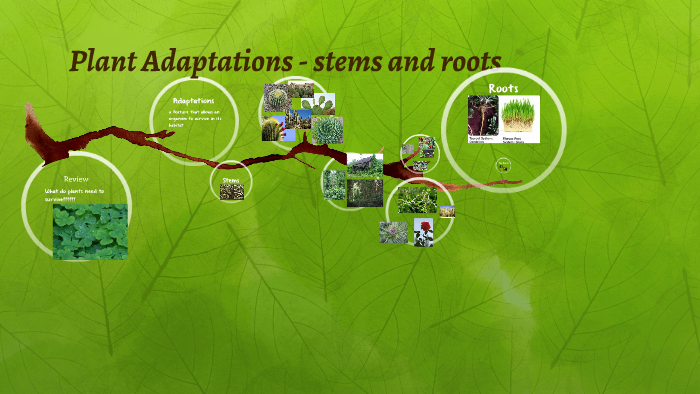Plant Adaptations - stems and roots by Mary Beckett on Prezi