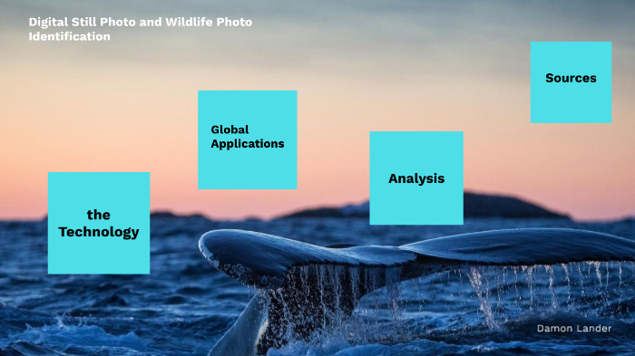 Digital Still Photo and Wildlife Photo Identification by Damon Lander ...