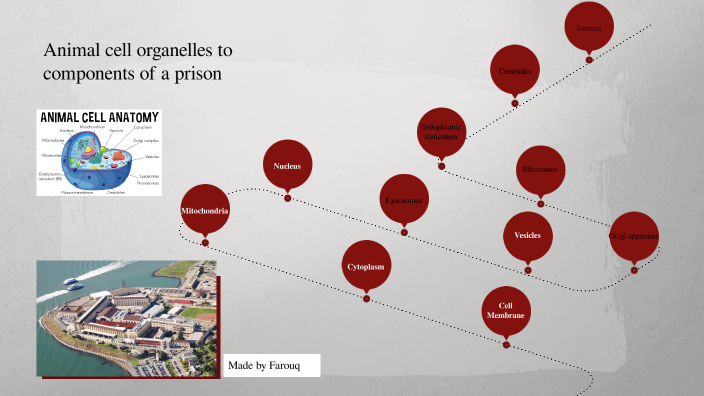 Animal cell analogy Project by Night Bot on Prezi