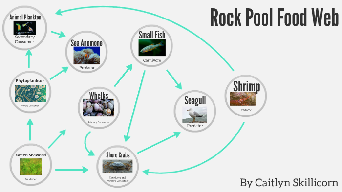 Rock Pool Food Web by caity skill on Prezi