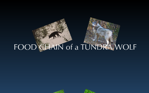 FOOD CHAIN of a TUNDRA WOLF by asena berhane on Prezi