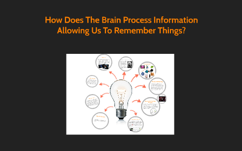 How does the Brain process information allowing us to rememb by Anelia ...